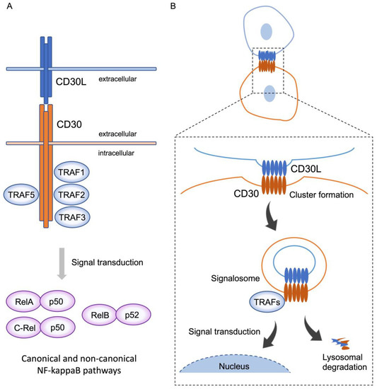 CD30 Expression and Its Functions during the Disease Progression of ...