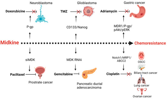 Role of Midkine in Cancer Drug Resistance: Regulators of Its Expression ...