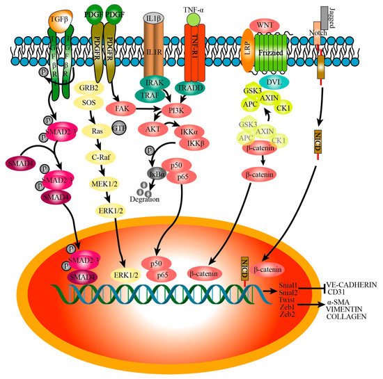 IJMS | Free Full-Text | Injured Endothelial Cell: A Risk Factor for Pulmonary Fibrosis