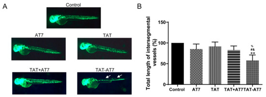A Novel Blood–Brain Barrier-Penetrating and Vascular-Targeting Chimeric ...