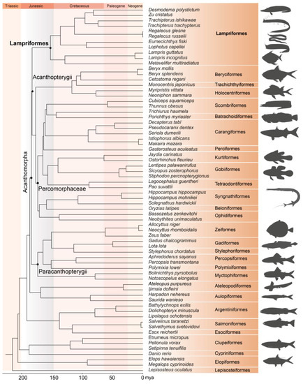 Phylogenetic and Evolutionary Comparison of Mitogenomes Reveal Adaptive ...