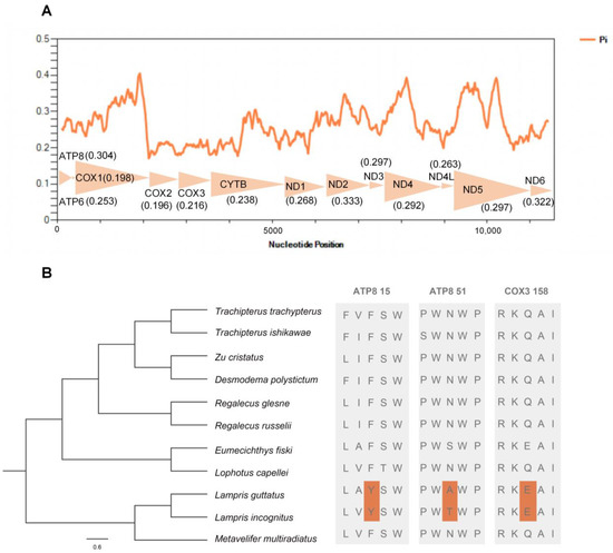 Phylogenetic and Evolutionary Comparison of Mitogenomes Reveal Adaptive ...