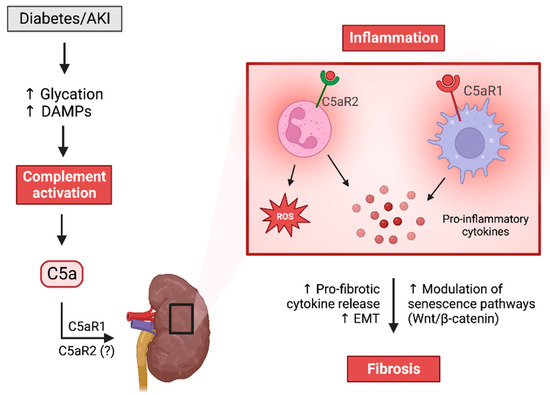 Therapeutic Potential of Targeting Complement C5a Receptors in Diabetic ...
