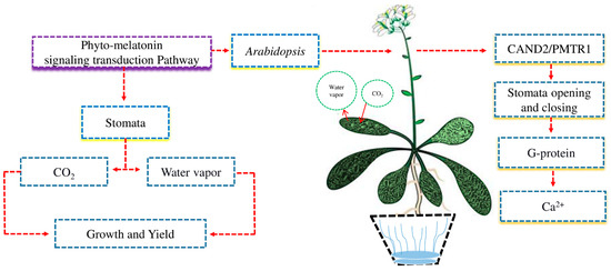 Melatonin Role in Plant Growth and Physiology under Abiotic Stress
