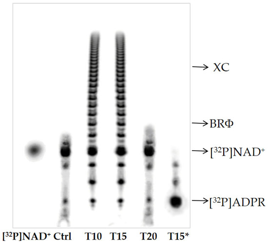 Synthesis and Degradation of Poly(ADP-ribose) in Zebrafish Brain ...