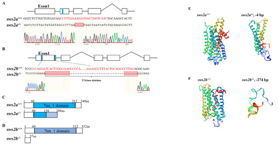 Knockout of sws2a and sws2b in Medaka (Oryzias latipes) Reveals Their ...