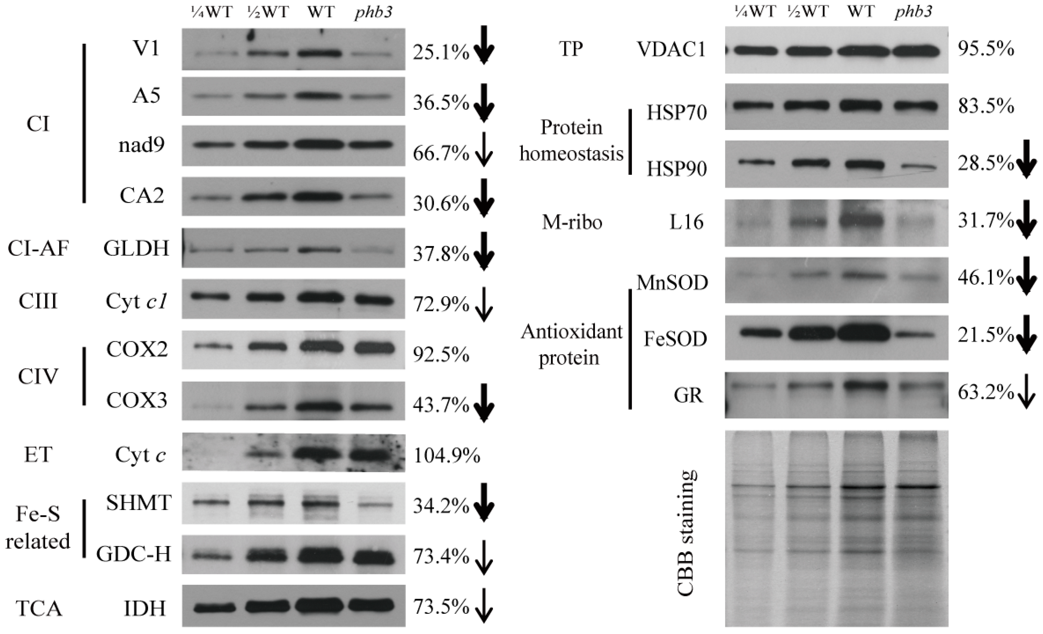 Ijms Free Full Text Phb3 Is Required For The Assembly And Activity