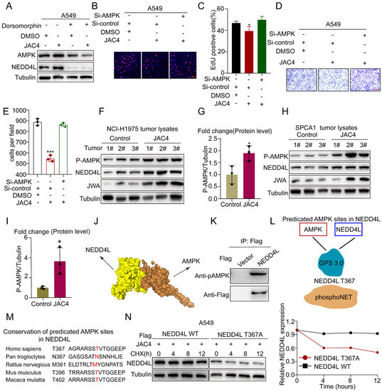 JAC4 Inhibits EGFR-Driven Lung Adenocarcinoma Growth and Metastasis ...
