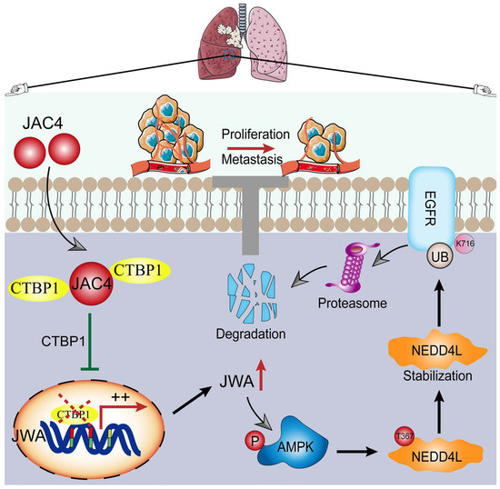 JAC4 Inhibits EGFR-Driven Lung Adenocarcinoma Growth and Metastasis ...