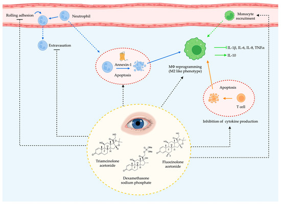 Inflammation: The Link between Neural and Vascular Impairment in the ...