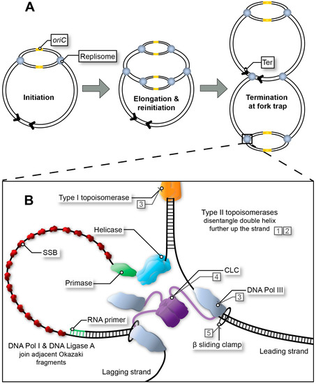 Origin Of Replication Bacteria