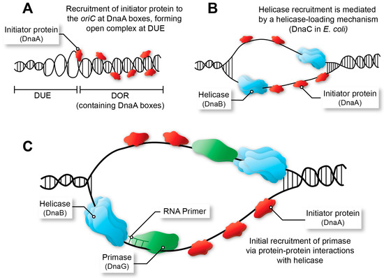 Inhibition of Replication Fork Formation and Progression: Targeting the ...