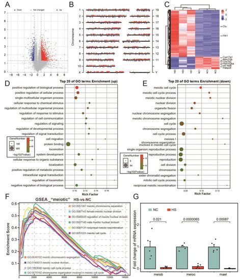 Potential Function of Testicular MicroRNAs in Heat-Stress-Induced ...