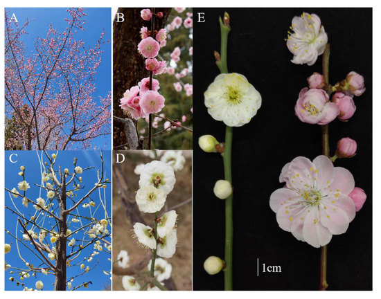Genome-Wide Identification of the MAPK and MAPKK Gene Families in ...