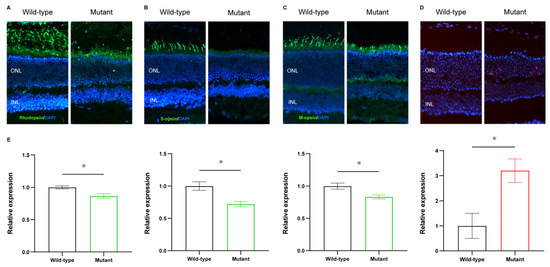 RNA-Seq Analysis Reveals an Essential Role of the cGMP-PKG-MAPK ...