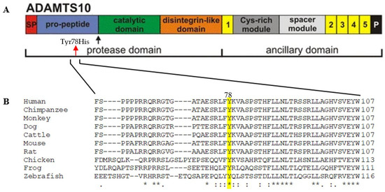 A Novel Mutation in the ADAMTS10 Associated with Weil–Marchesani ...