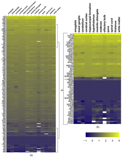 Potential Role of Protein Kinase FAM20C on the Brain in Raine Syndrome ...