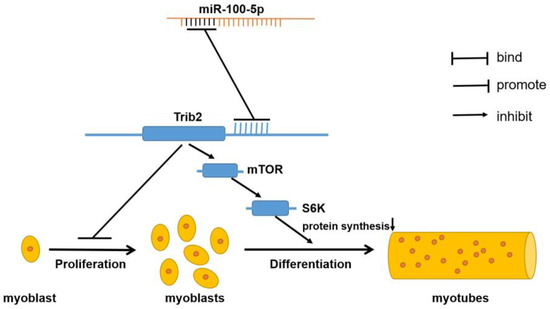 miR-100-5p Regulates Skeletal Muscle Myogenesis through the Trib2/mTOR ...