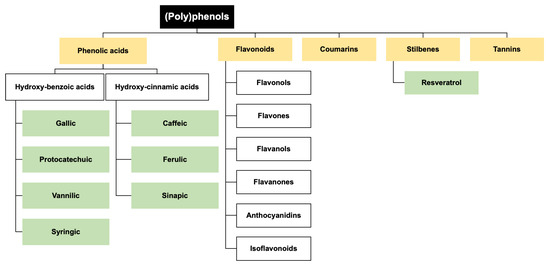 Dietary (Poly)phenols in Traumatic Brain Injury
