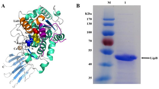Characterization of a New Thermostable and Organic Solution-Tolerant ...