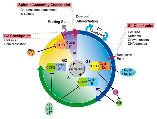 Regulation of the Cell Cycle by ncRNAs Affects the Efficiency of CDK4/6 ...