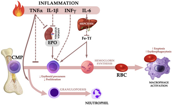 The Role of Inflammation in Age-Associated Changes in Red Blood System