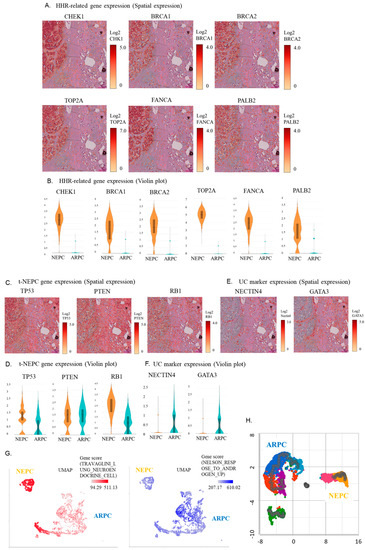 Spatial Gene Expression Analysis Reveals Characteristic Gene Expression ...