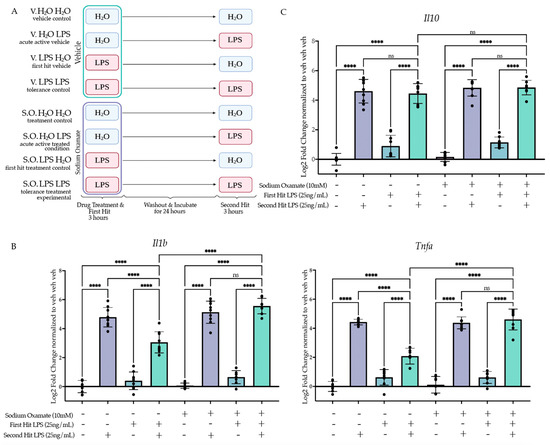 IJMS | Free Full-Text | Modelling Microglial Innate Immune Memory In Vitro: Understanding the ...