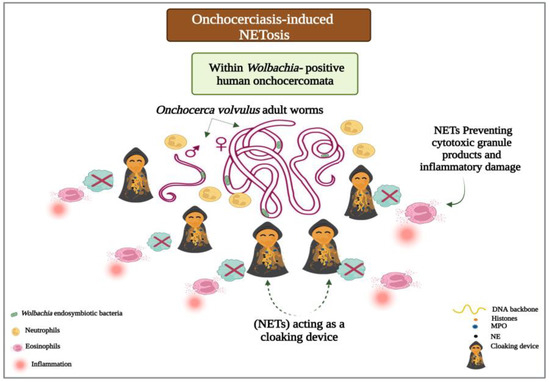 NETosis in Parasitic Infections: A Puzzle That Remains Unsolved