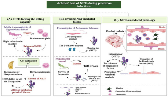 NETosis in Parasitic Infections: A Puzzle That Remains Unsolved