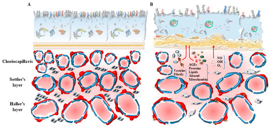 The Essential Role of Light-Induced Autophagy in the Inner Choroid ...