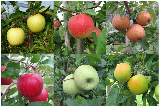 IJMS | Free Full-Text | Marker-Assisted Selection in Breeding for Fruit ...