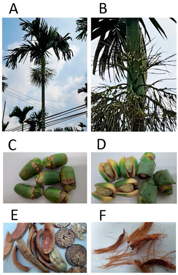 The Controversial Roles of Areca Nut: Medicine or Toxin?