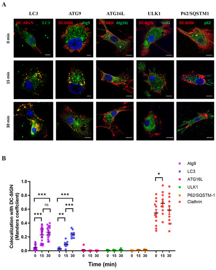 IJMS | Free Full-Text | The Autophagy Nucleation Factor ATG9 Forms ...