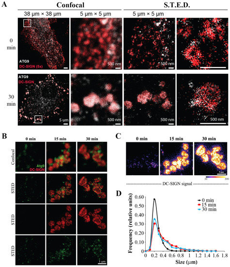 IJMS | Free Full-Text | The Autophagy Nucleation Factor ATG9 Forms ...