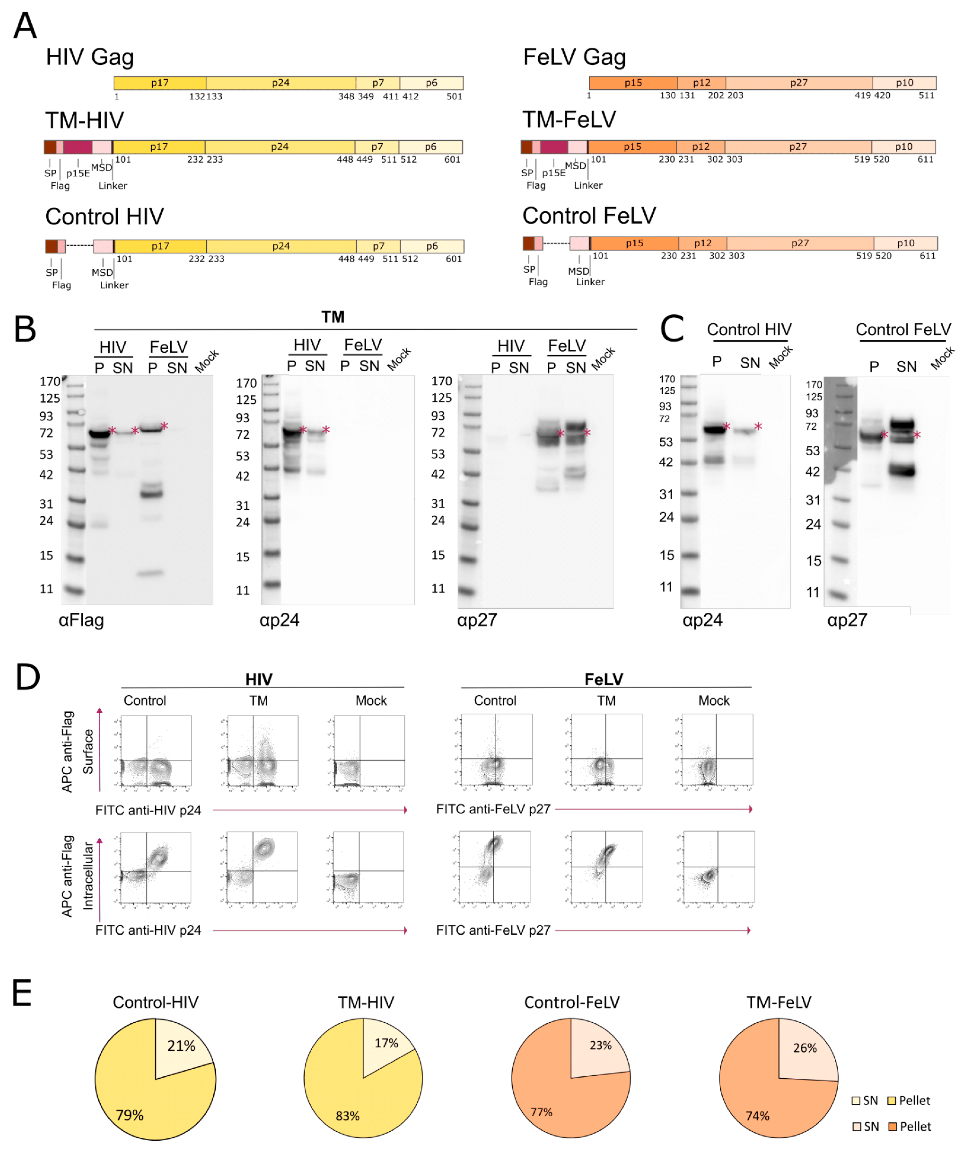 Exploring FeLV-Gag-Based VLPs as a New Vaccine Platform—Analysis of ...