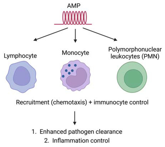 IJMS | Free Full-Text | Antimicrobial Peptides: Challenging Journey to the Pharmaceutical ...