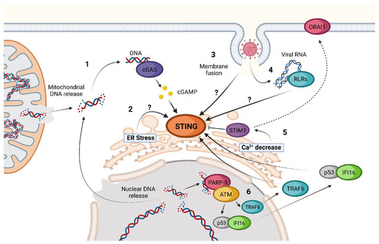 The Many Ways to Deal with STING