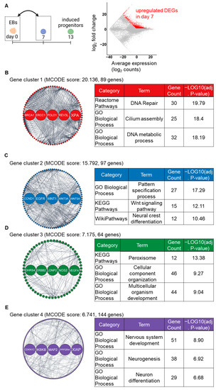 Deciphering the Molecular Mechanisms of Autonomic Nervous System Neuron ...