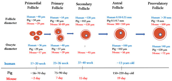 Advances in Oocyte Maturation In Vivo and In Vitro in Mammals