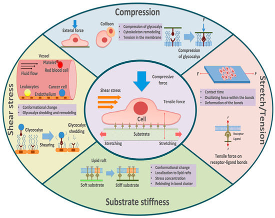 Receptor–Ligand Binding: Effect of Mechanical Factors