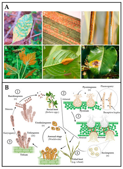 RNAi Technology: A New Path for the Research and Management of Obligate ...
