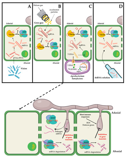 RNAi Technology: A New Path for the Research and Management of Obligate ...