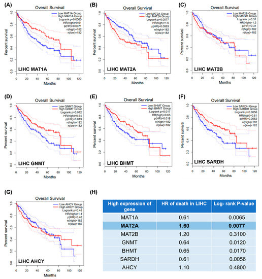 Translocation of Methionine Adenosyl Transferase MAT2A and Its ...