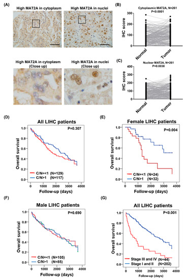 Translocation of Methionine Adenosyl Transferase MAT2A and Its ...