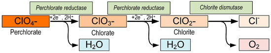 Molecular Mechanisms Determining the Role of Bacteria from the Genus ...