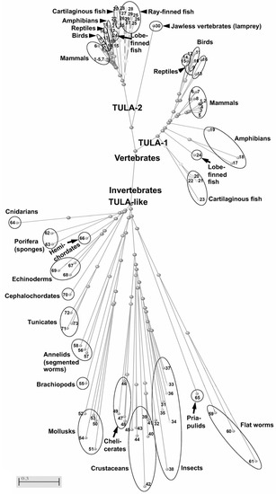 IJMS | Free Full-Text | TULA Proteins in Men, Mice, Hens, and Lice ...