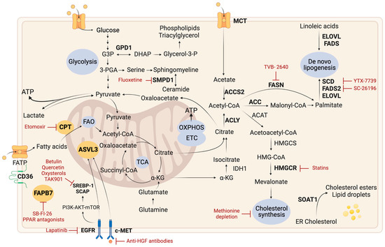 IJMS | Free Full-Text | Glioblastoma Metabolism: Insights and ...