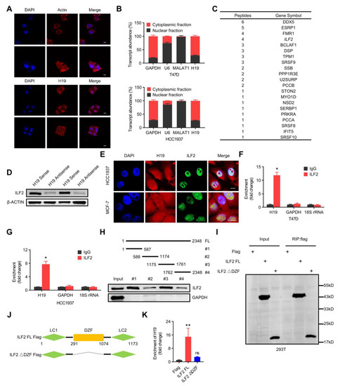 LncRNA H19 Regulates Breast Cancer DNA Damage Response and Sensitivity ...