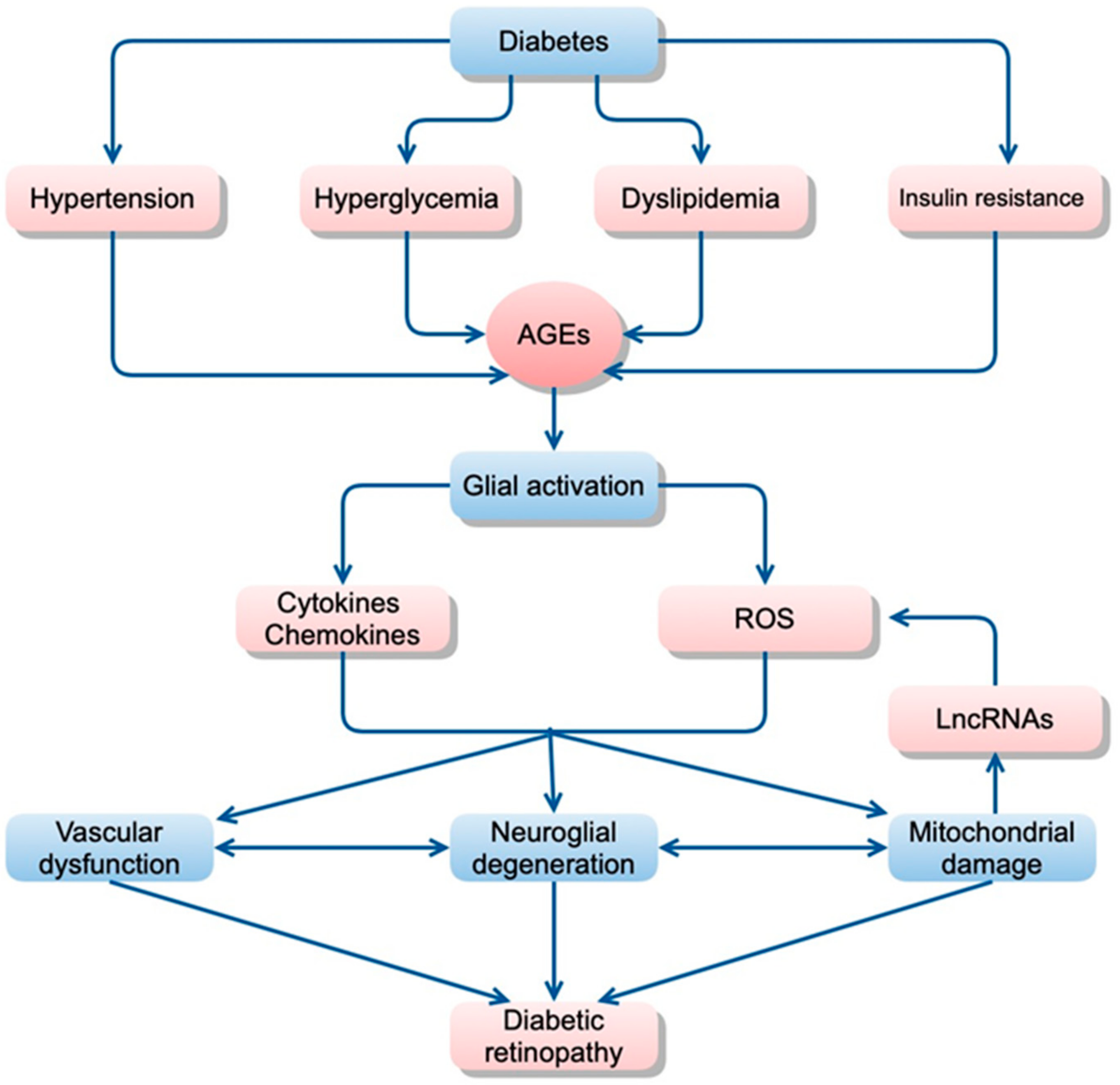 Diabetic Neuropathy Pathophysiology Diabetic Neuropathy Pathophysiology